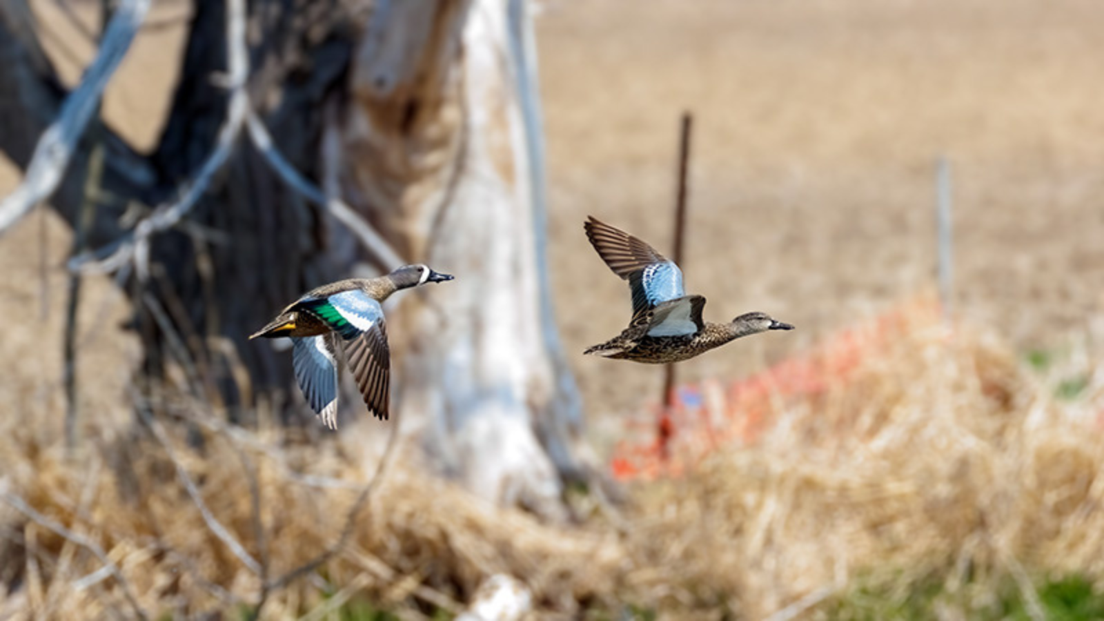 Leaving a Kind, In-Kind Spot for the Birds : Quiet Legacy